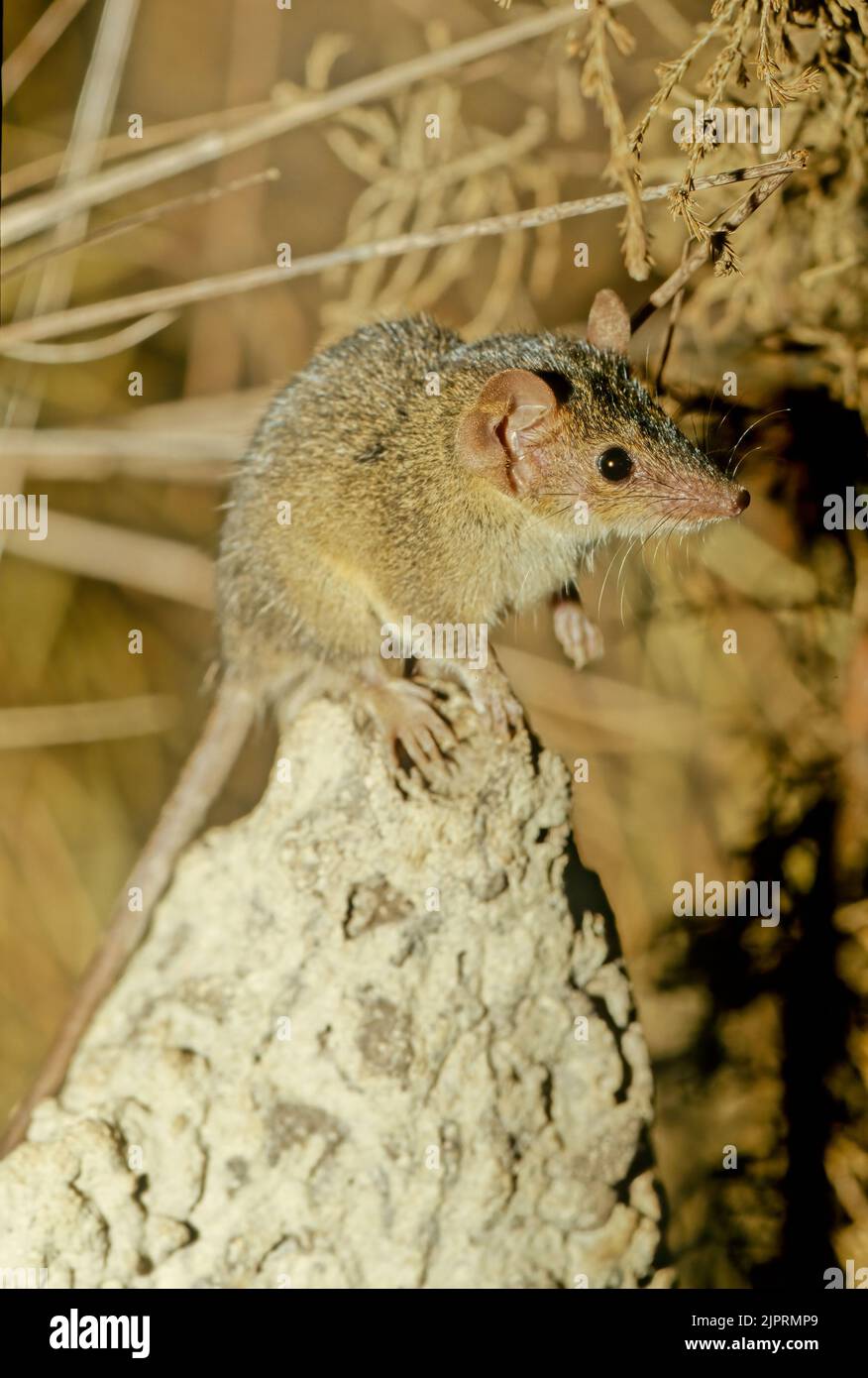 Common planigale hi-res stock photography and images - Alamy