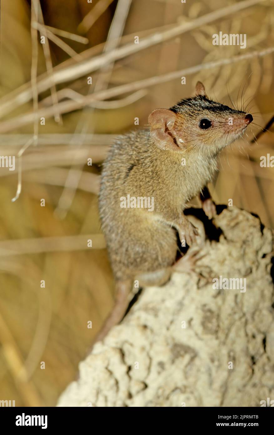 The common planigale (Planigale maculata), also known as the pygmy ...