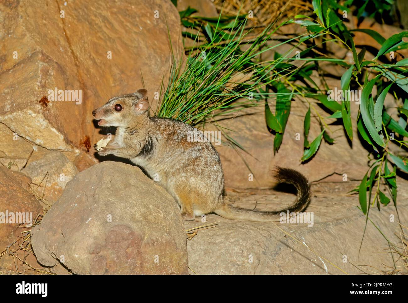Nabarlek hi-res stock photography and images - Alamy