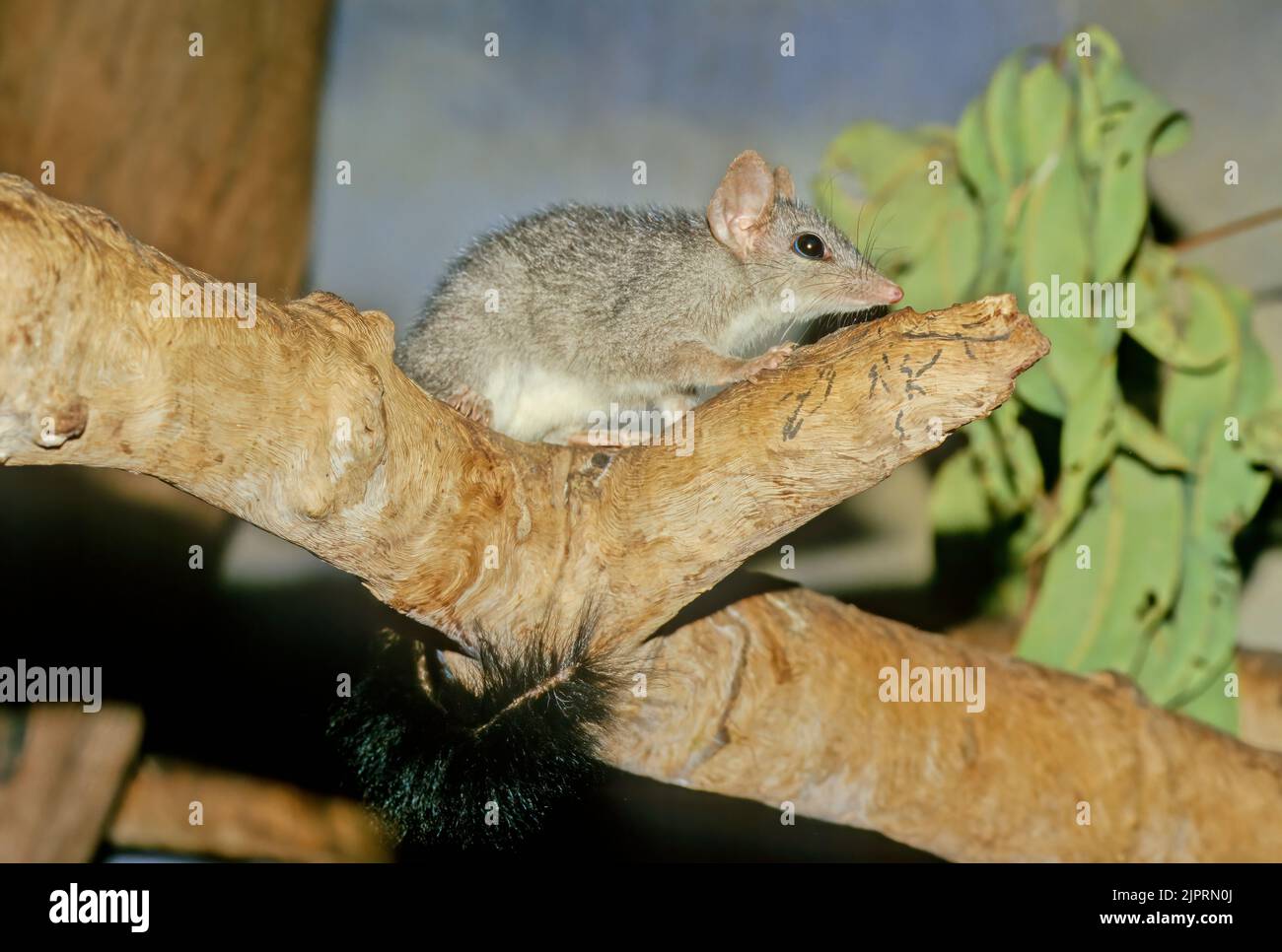 The brush-tailed phascogale (Phascogale tapoatafa), also known by its ...