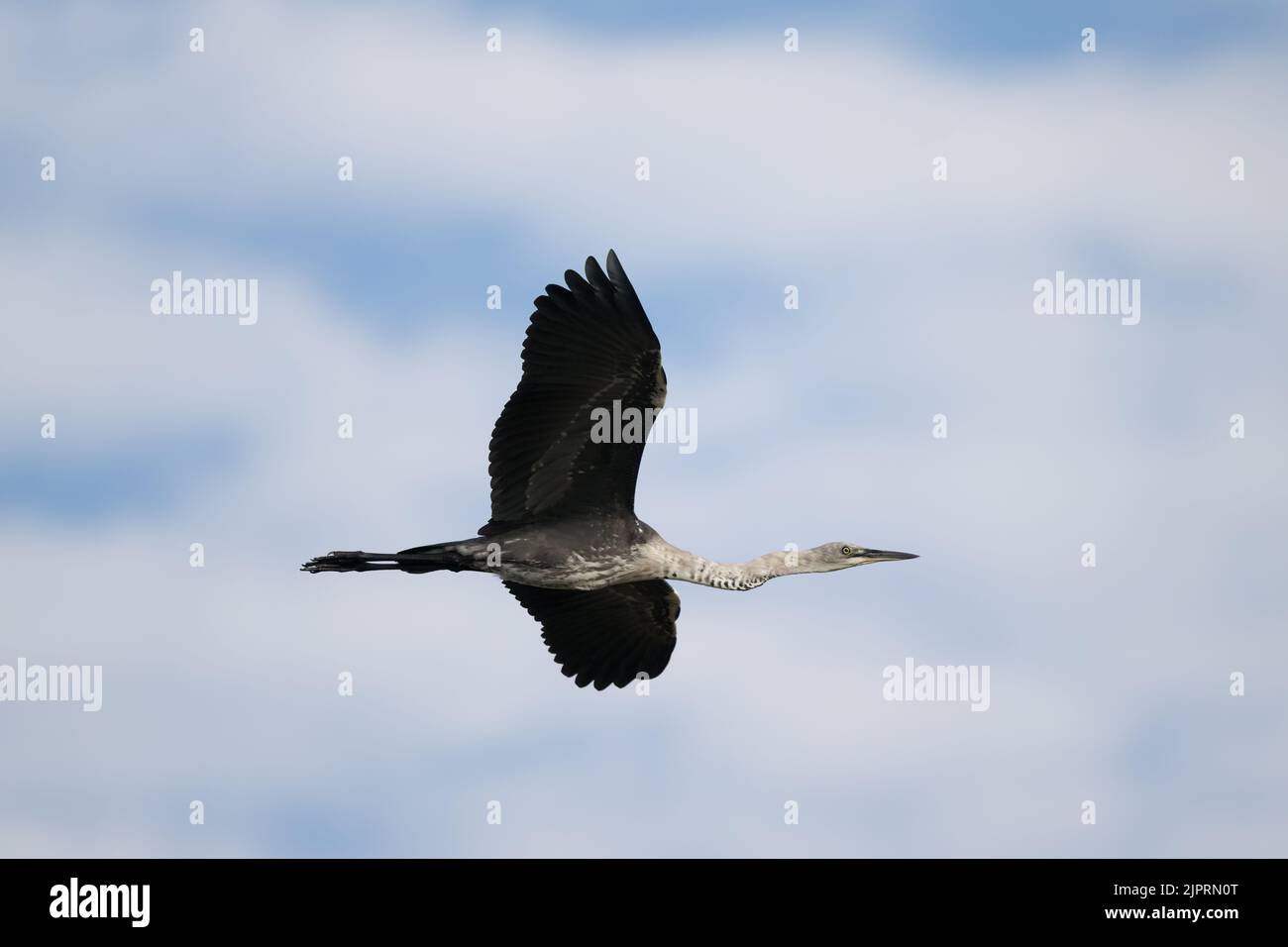 In flight capture of a juvenile, White-necked Heron gliding above ...