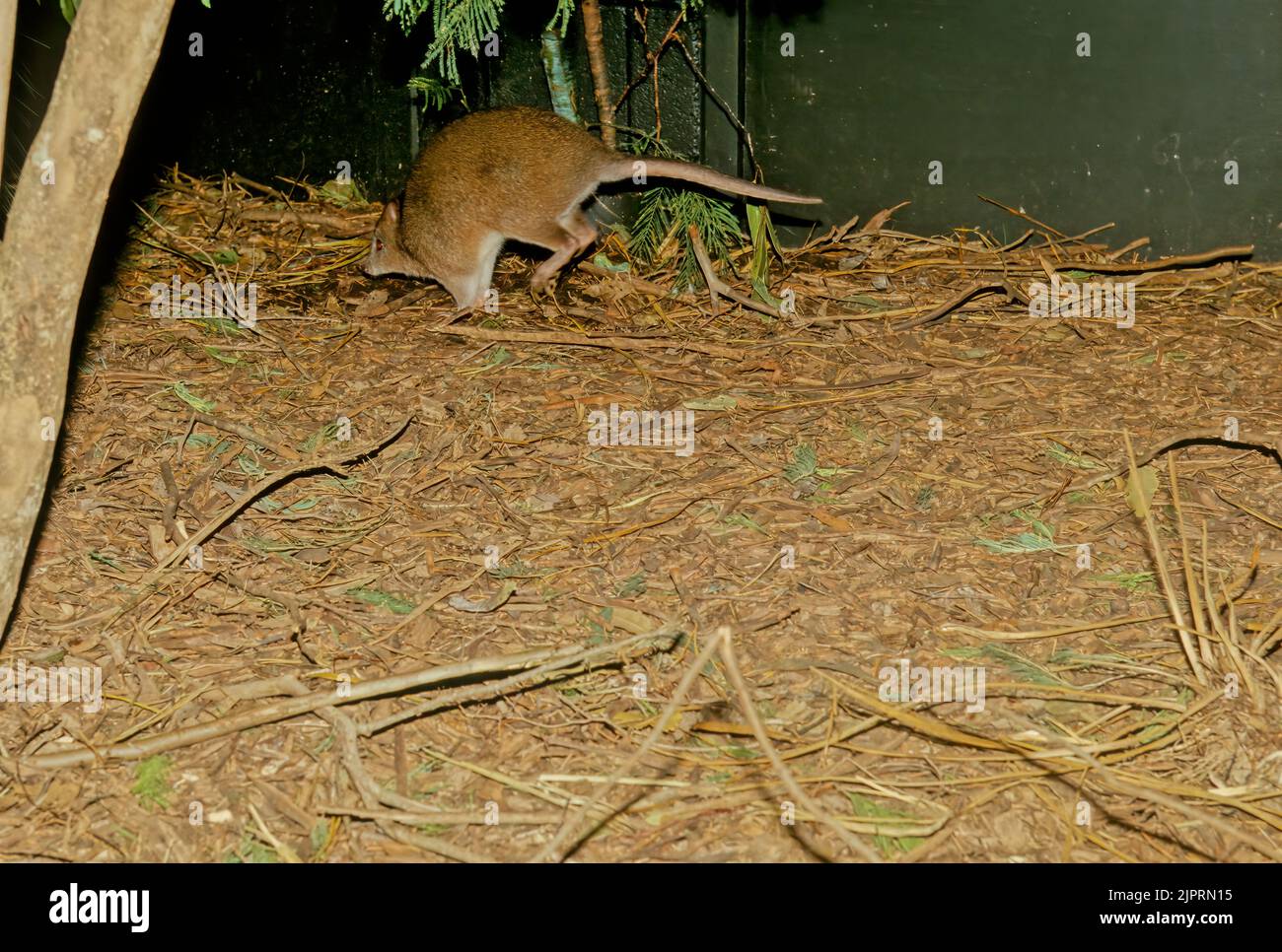 Long footed potoroo hi-res stock photography and images - Alamy