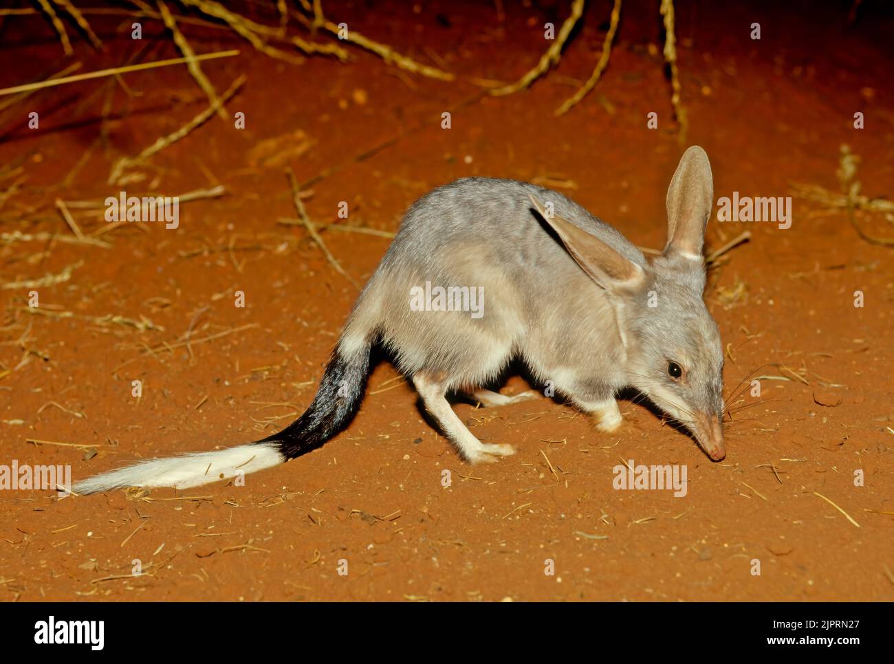 Macrotis is a genus of desert-dwelling marsupial omnivores known as ...