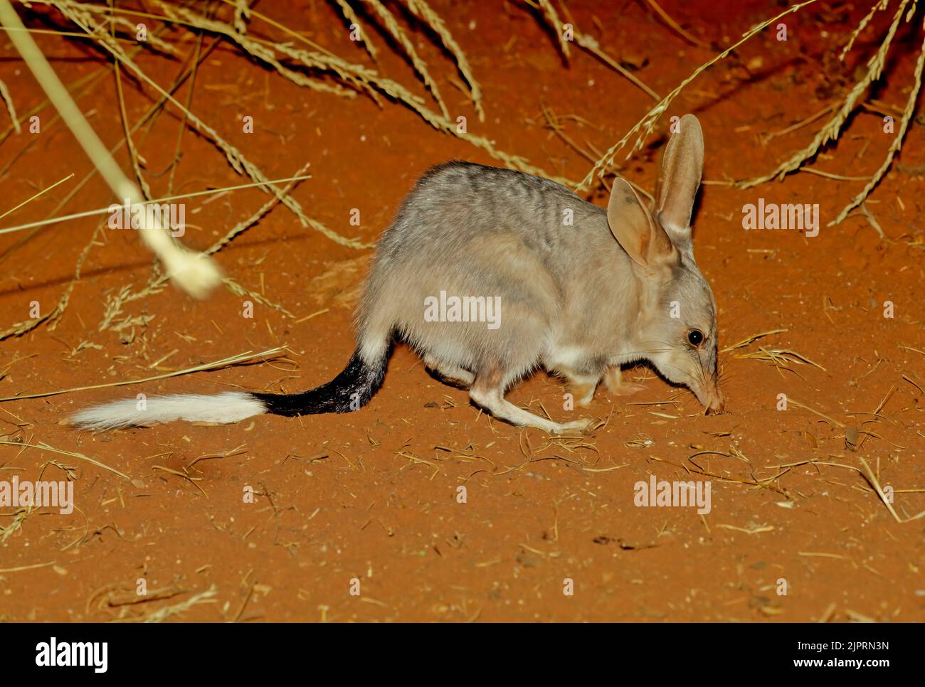 Macrotis is a genus of desert-dwelling marsupial omnivores known as ...