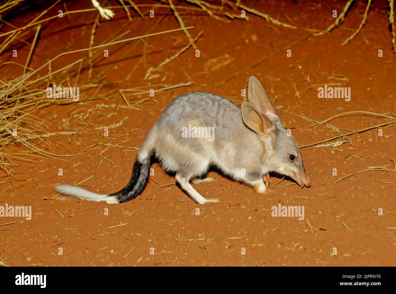 Macrotis is a genus of desert-dwelling marsupial omnivores known as ...