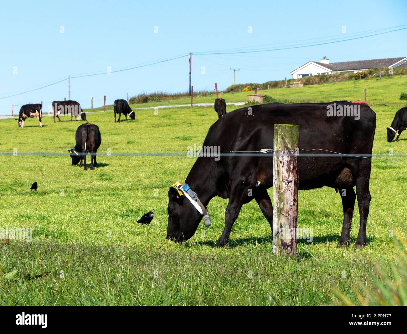 A cow is grazing in a fenced green meadow. Clear blue sky and warm ...