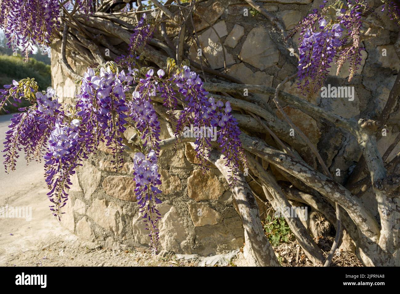 Blue purple Wisteria sinensis tree is gracefully climbing a masonry ...