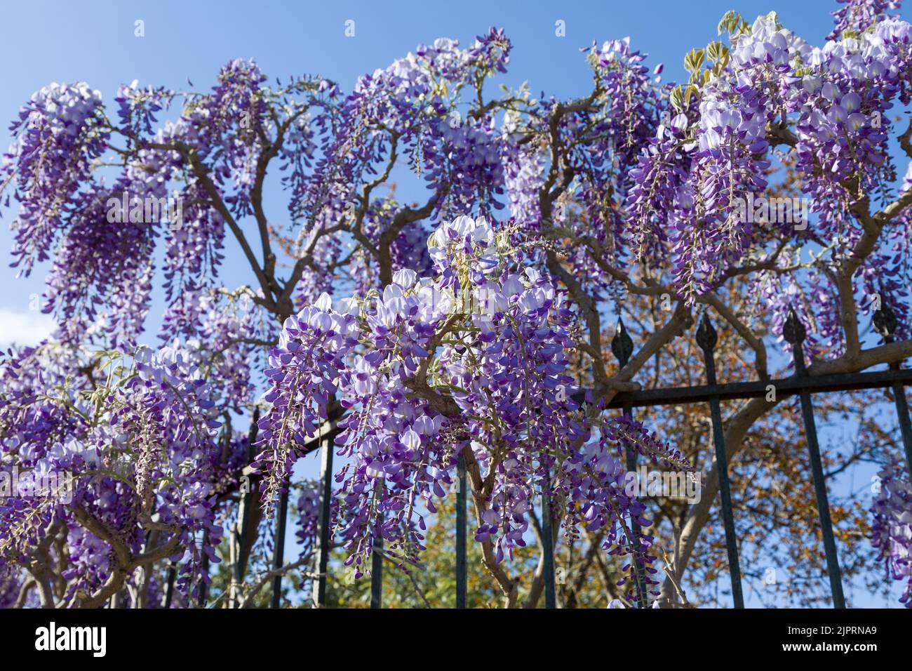 Blue purple flowering Wisteria sinensis tree is climbing a metal fence ...