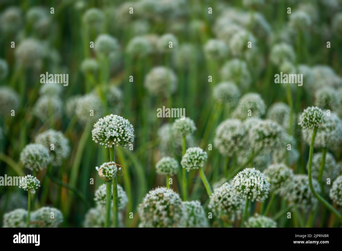 Onion flowers blooming onions, alliums. Green onions. Life cycle of ...
