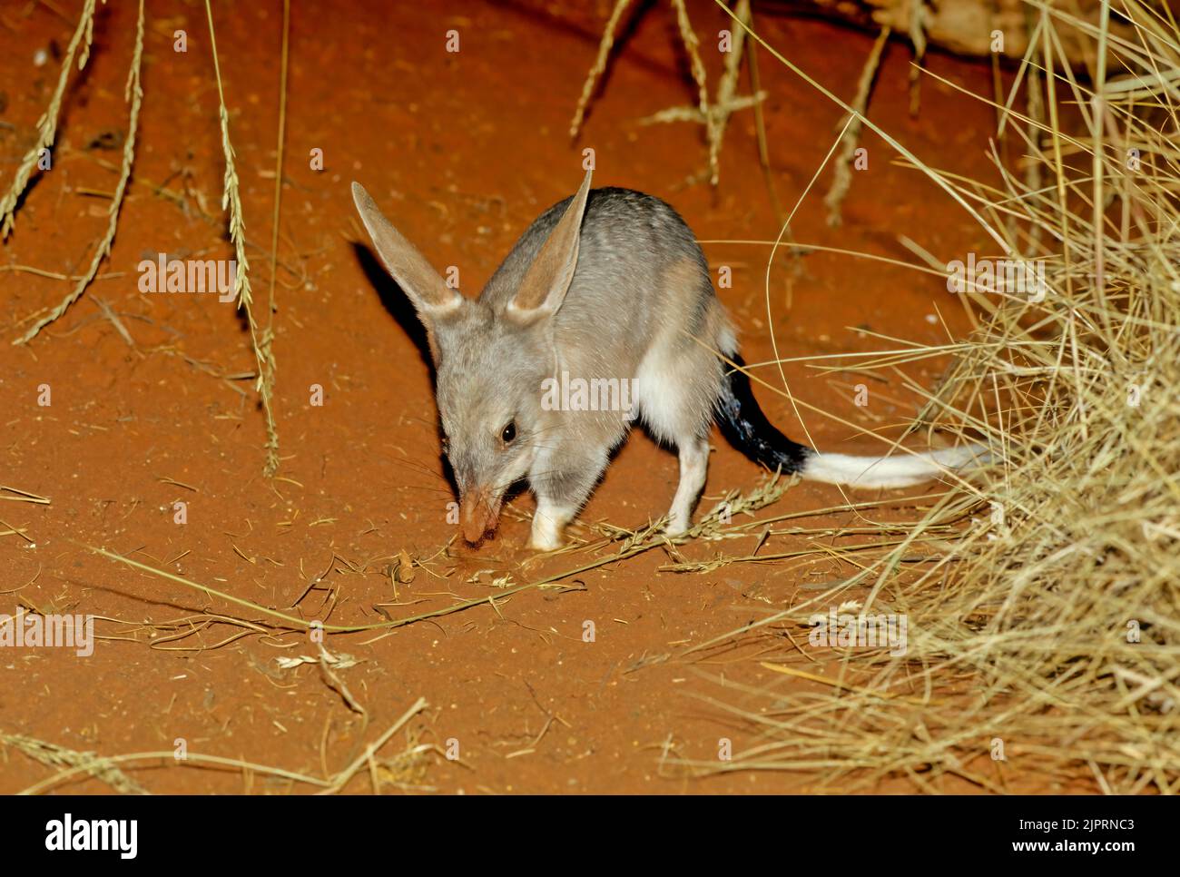 Macrotis is a genus of desert-dwelling marsupial omnivores known as ...