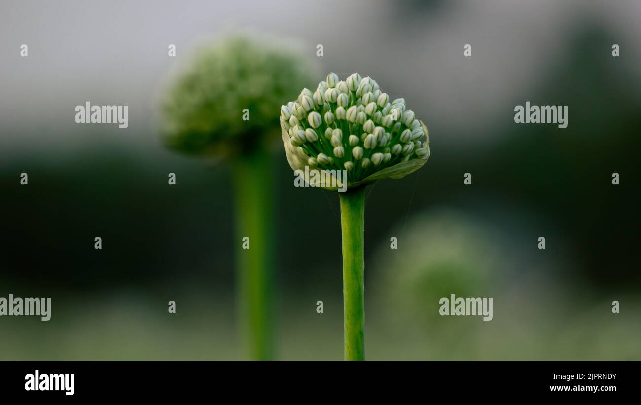 Onion flowers blooming onions, alliums. Green onions. The life cycle of ...