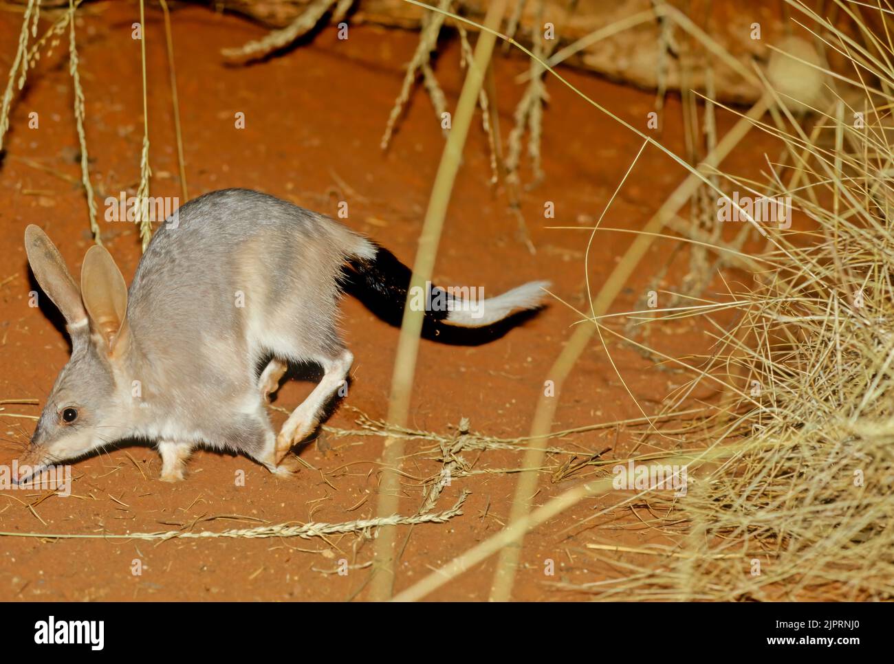 Macrotis is a genus of desert-dwelling marsupial omnivores known as ...