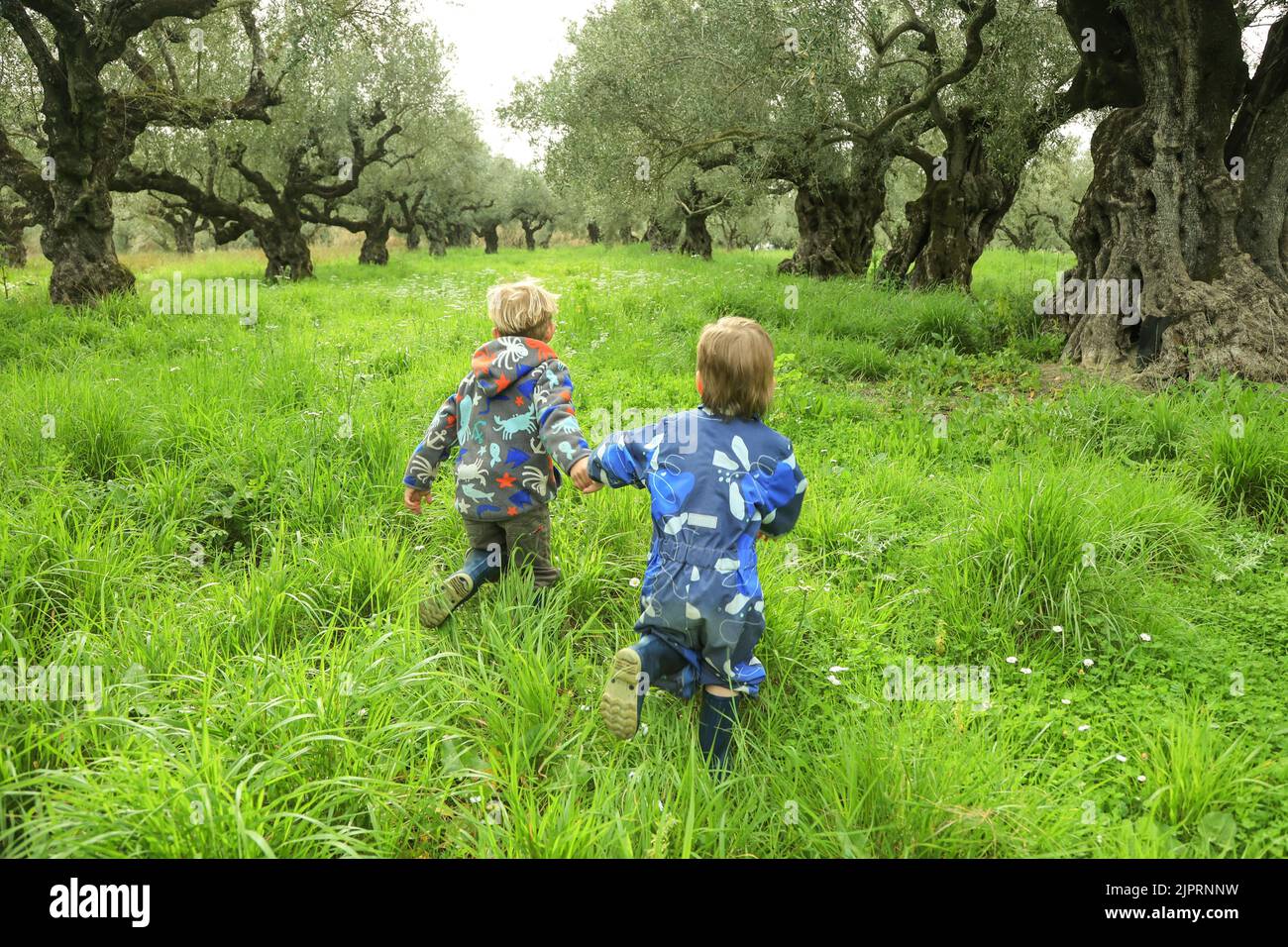 Two little boys brothers is holding hands and running in fresh green ...
