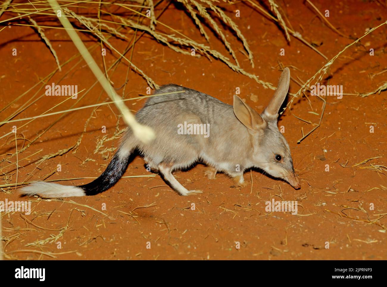 Macrotis is a genus of desert-dwelling marsupial omnivores known as ...