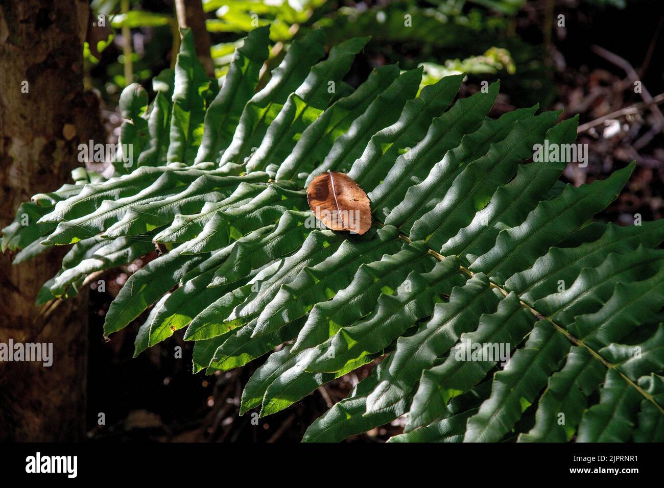 A scenic view of green fern plants growing in a forest in Patagonia ...