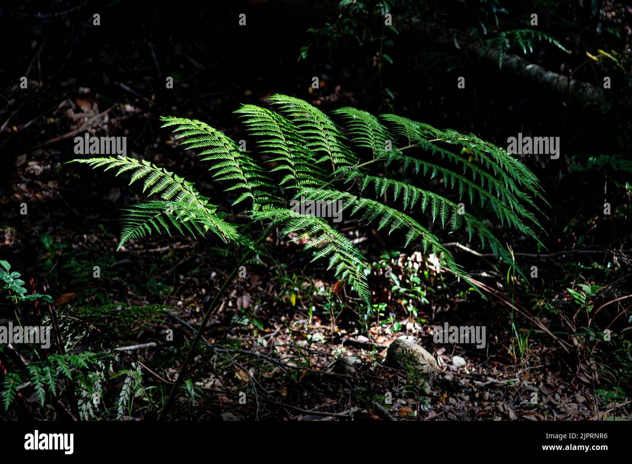 A scenic view of green fern plants growing in a forest in Patagonia ...