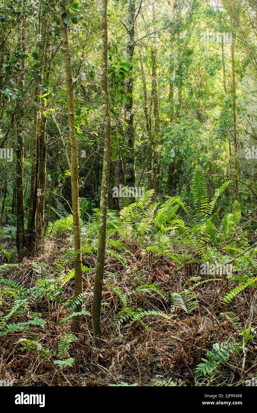 A vertical of green fern plants growing in a forest in Patagonia, Chile ...