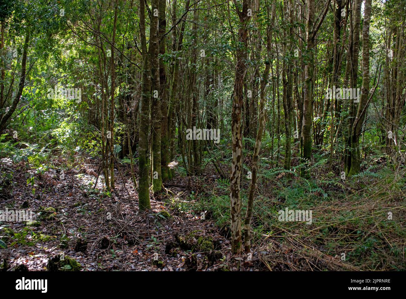 A scenic view of green fern plants growing in a forest in Patagonia ...
