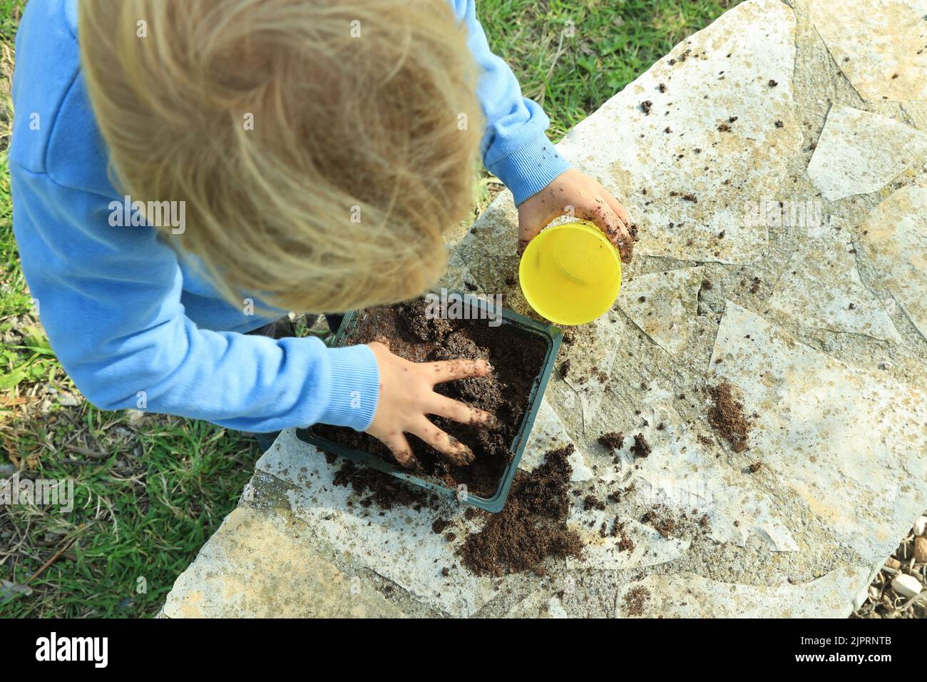 A little boy is preparing a soil for planting seeds on masonry surface ...