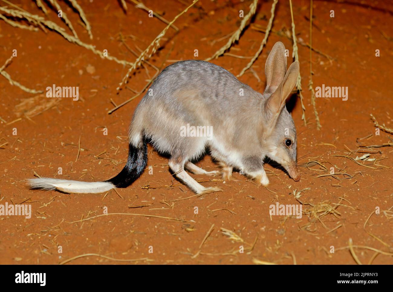 Macrotis is a genus of desert-dwelling marsupial omnivores known as ...