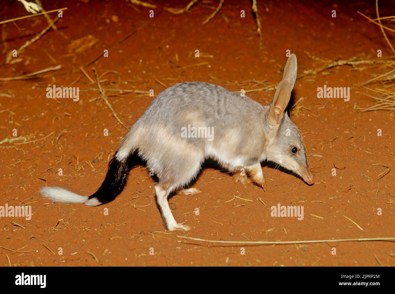 Macrotis is a genus of desert-dwelling marsupial omnivores known as ...