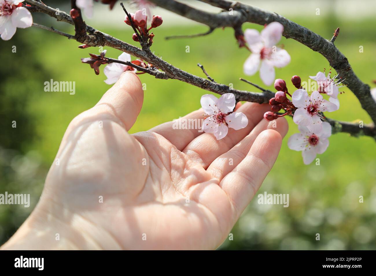 Mature woman's hand is touching cherry blossom. Blooming cherry tree ...