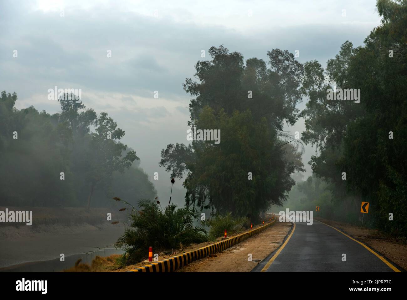 beautiful rod in the green tree lines in fog Stock Photo - Alamy
