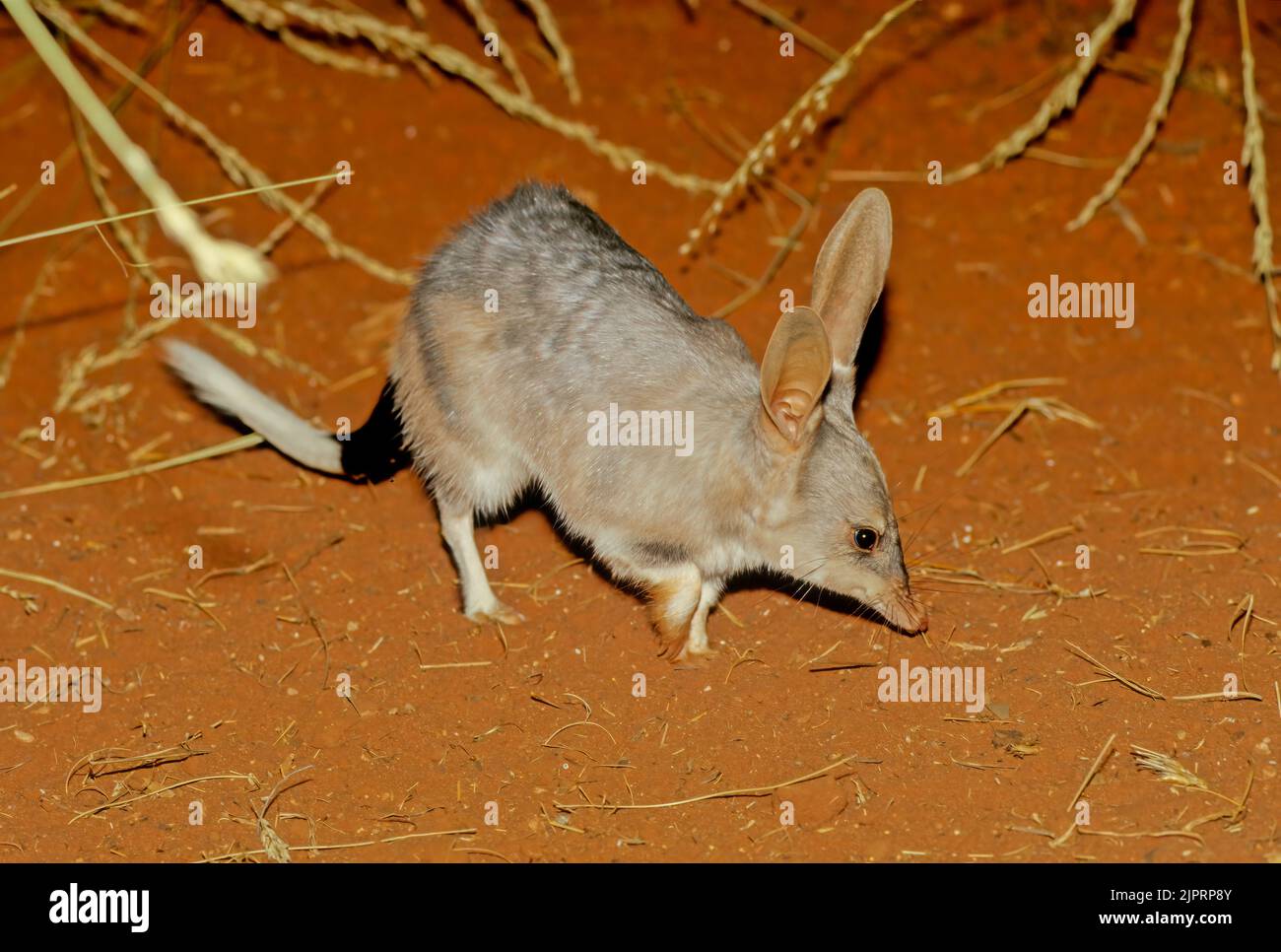 Macrotis is a genus of desert-dwelling marsupial omnivores known as ...
