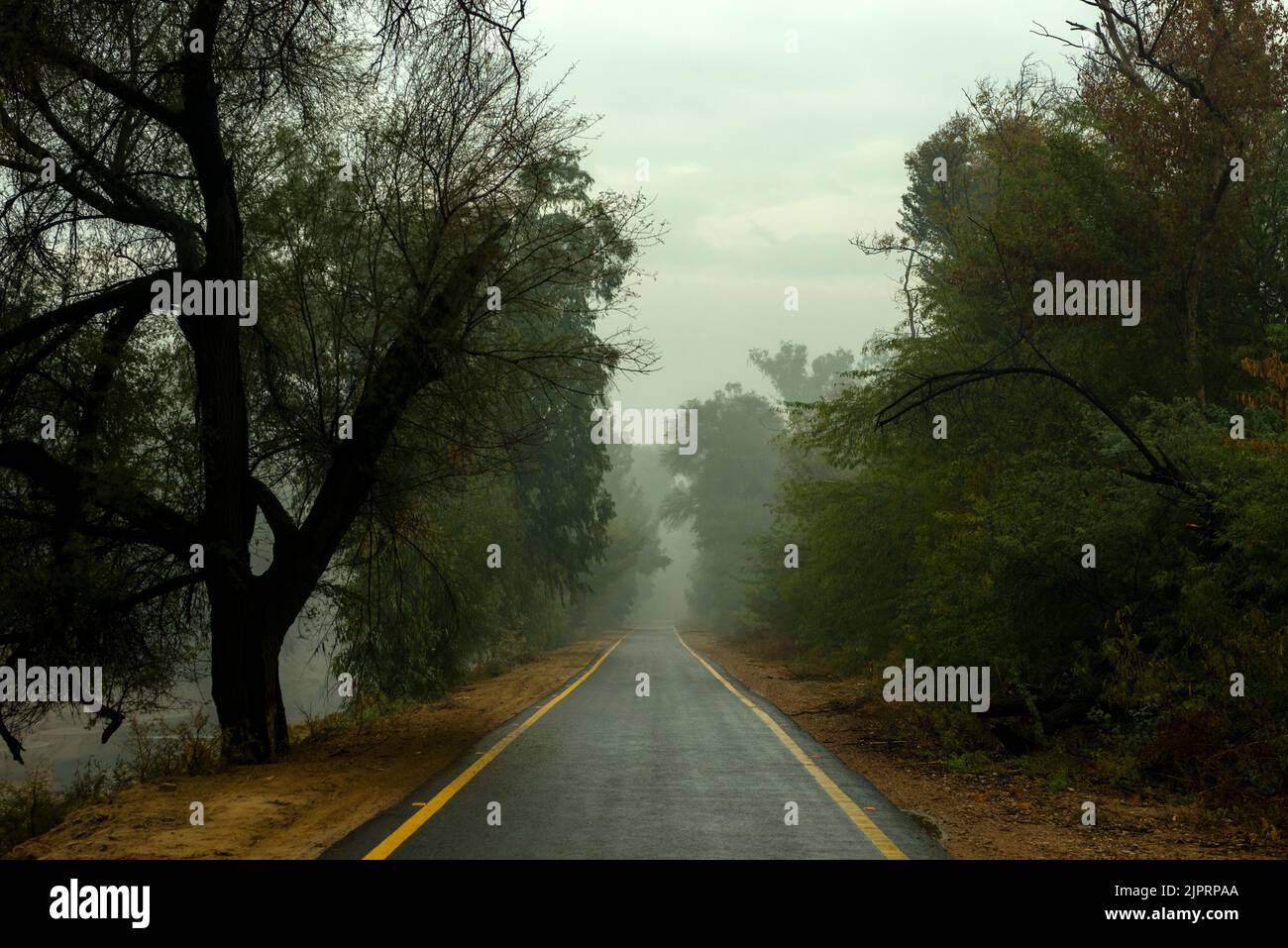 beautiful rod in the green tree lines in fog Stock Photo - Alamy