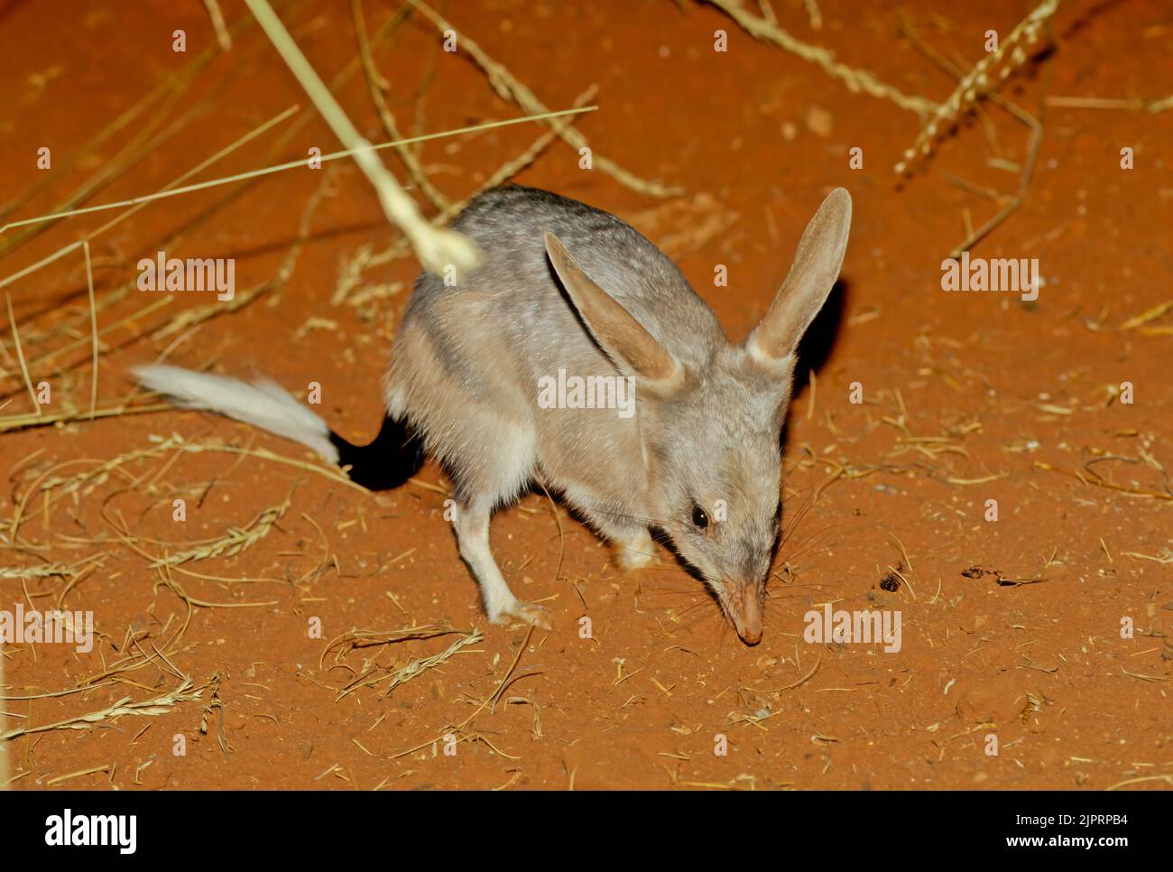 Greater bilby outback hi-res stock photography and images - Alamy