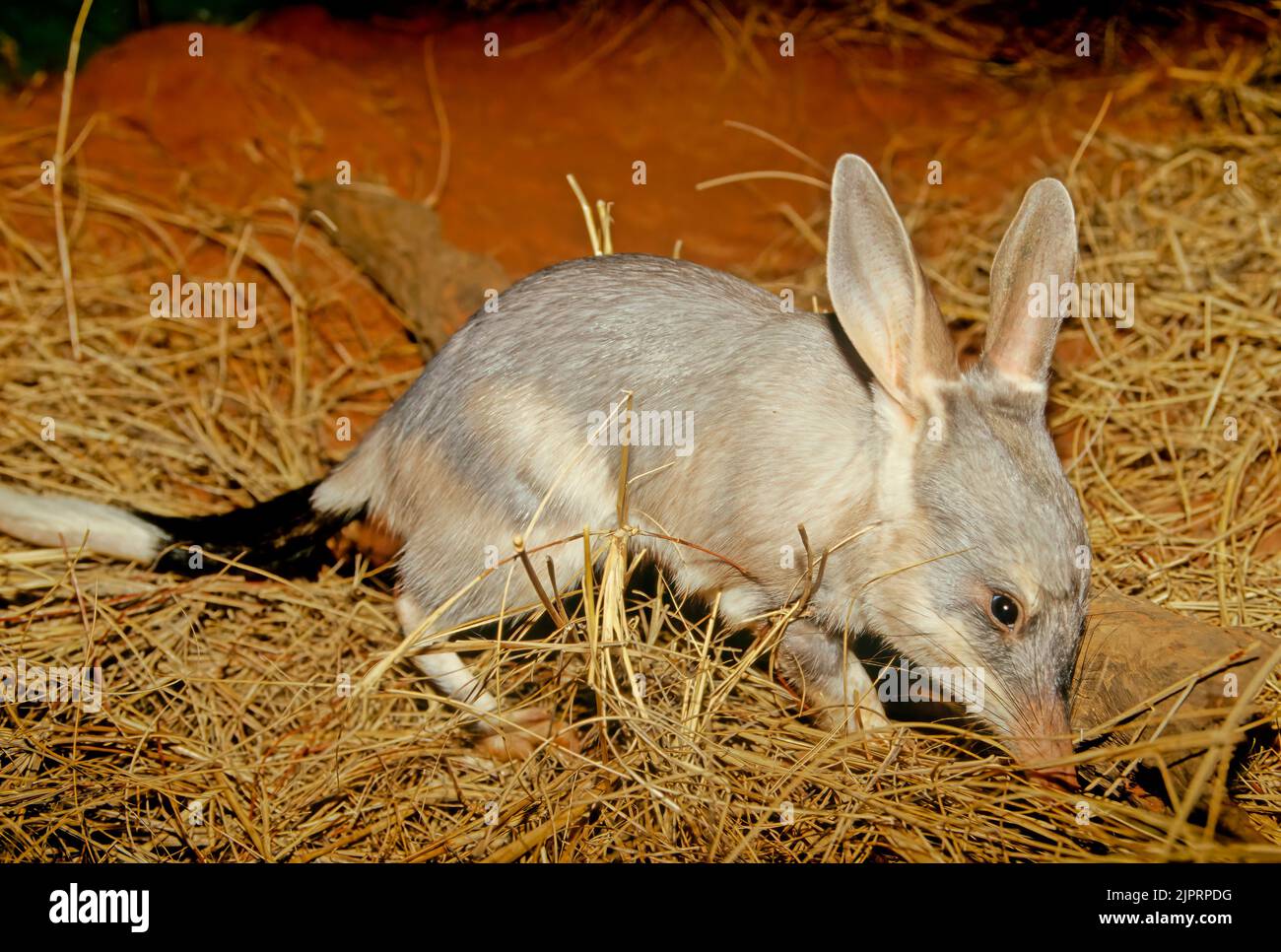 Greater bilbies hi-res stock photography and images - Alamy