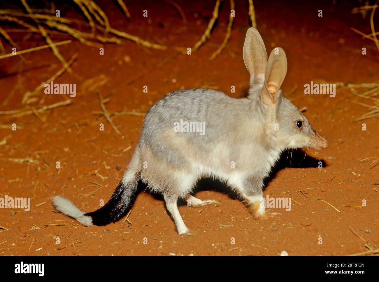 Macrotis is a genus of desert-dwelling marsupial omnivores known as ...