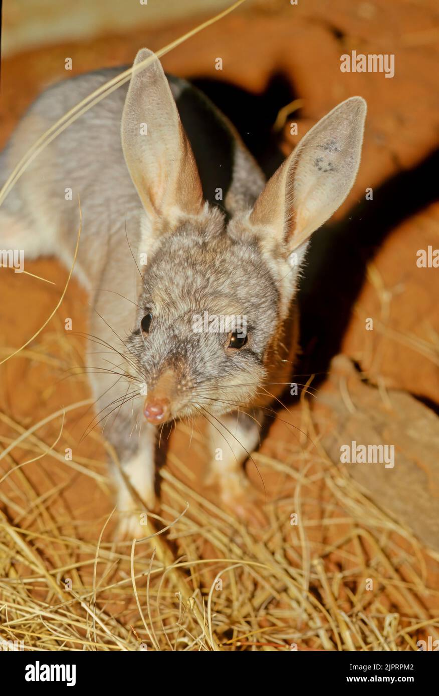 Macrotis is a genus of desert-dwelling marsupial omnivores known as ...
