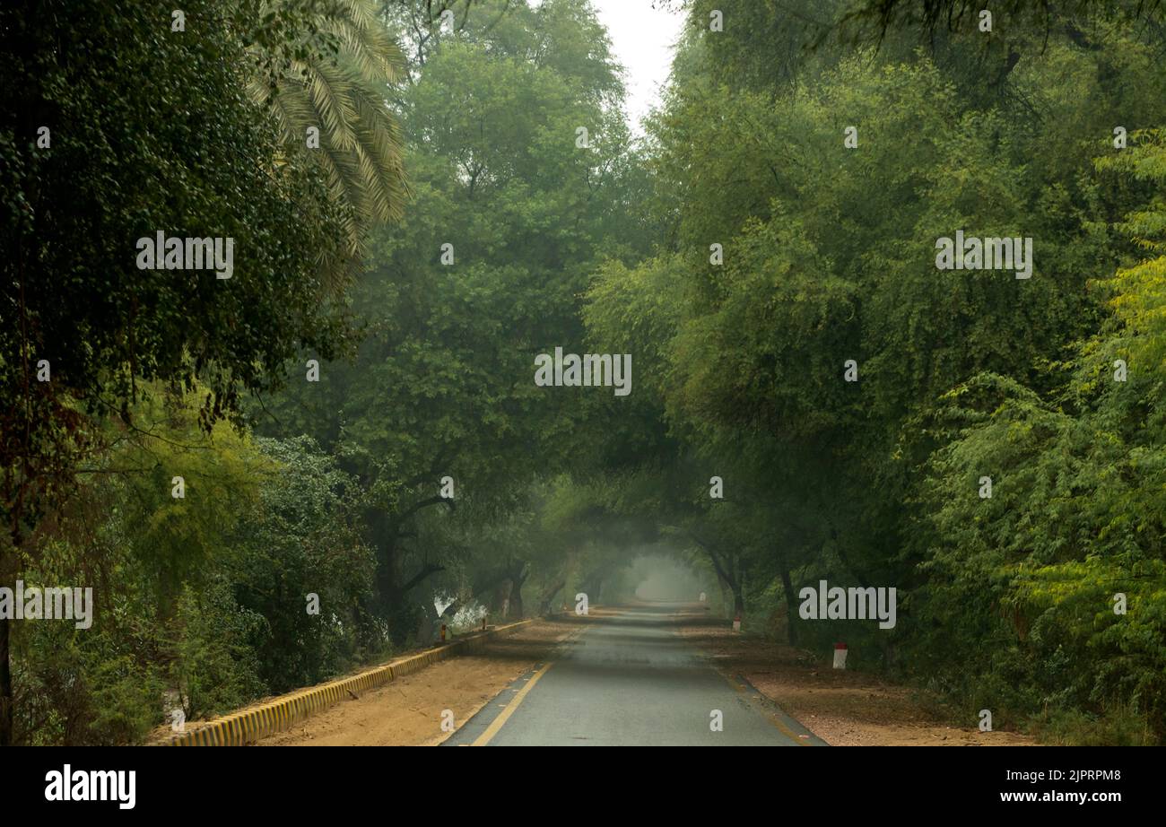 beautiful rod in the green tree lines in fog Stock Photo - Alamy