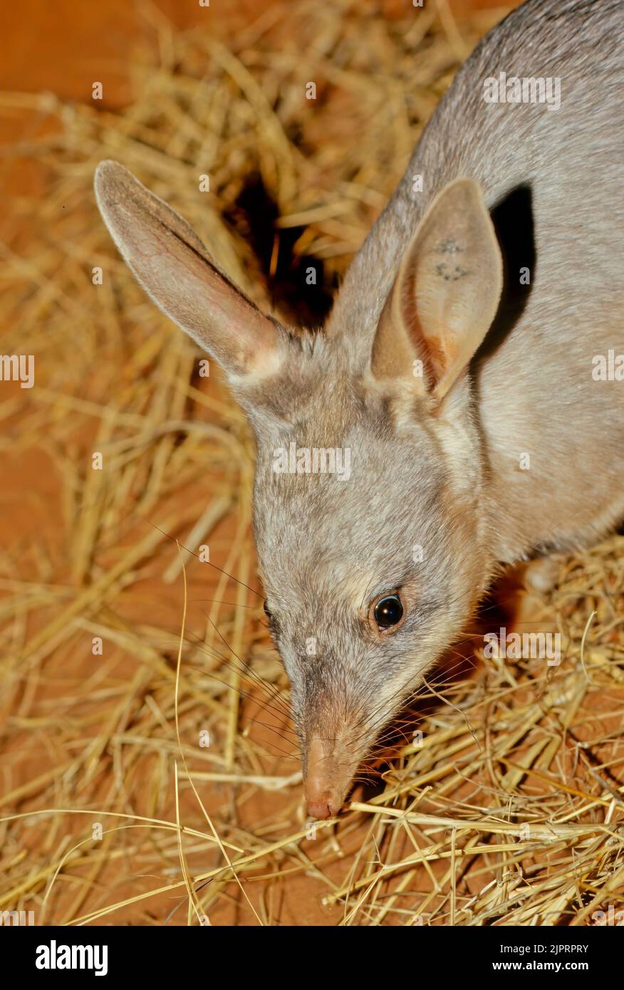 Endangered bandicoots hi-res stock photography and images - Alamy