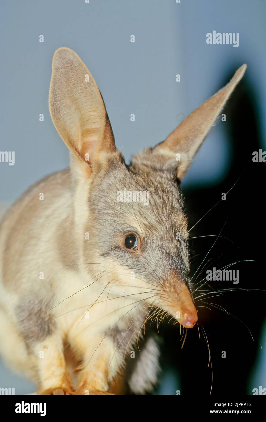 Macrotis is a genus of desert-dwelling marsupial omnivores known as ...