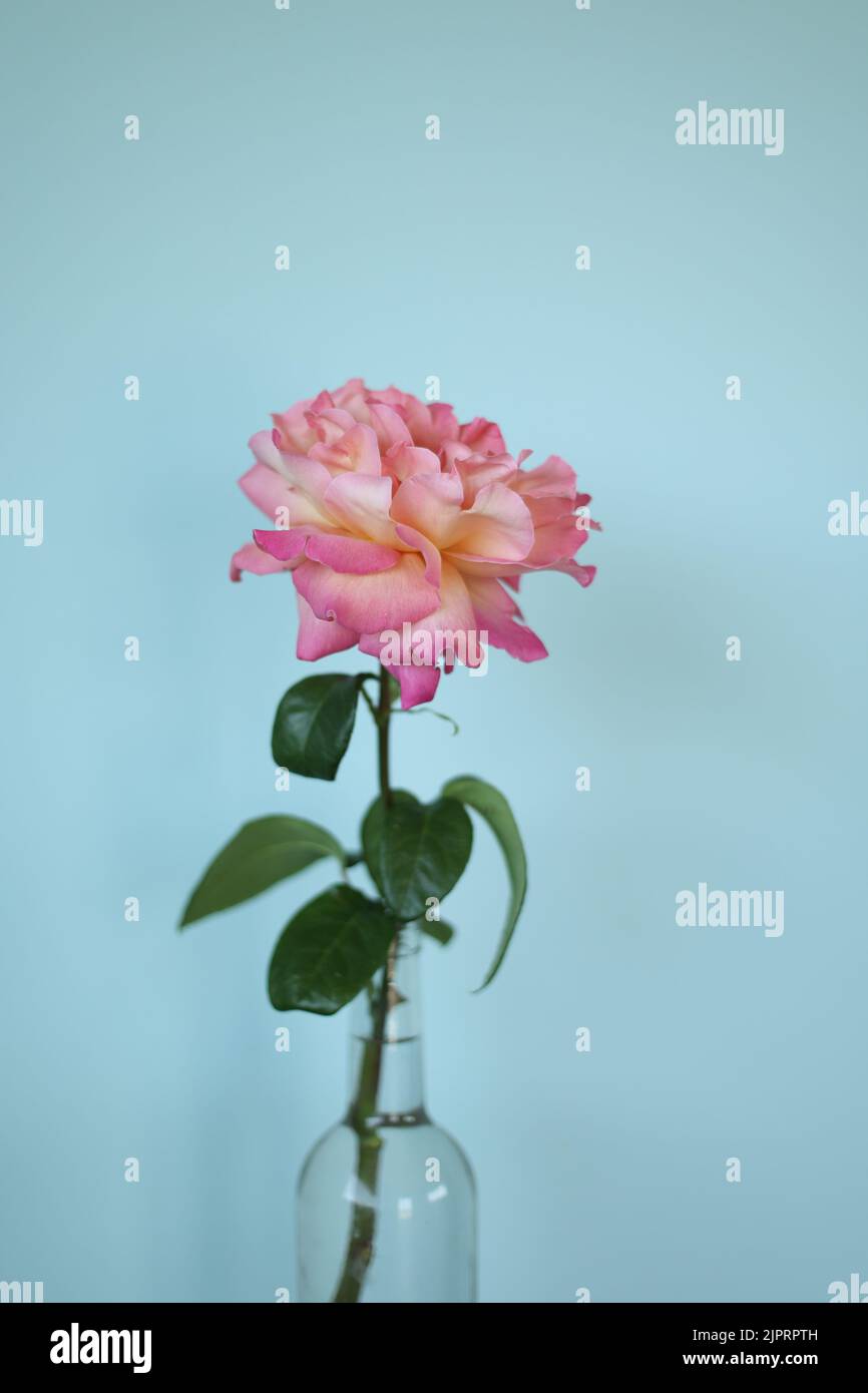 One big pink orange rose hybrid flower with in transparent glass vine ...