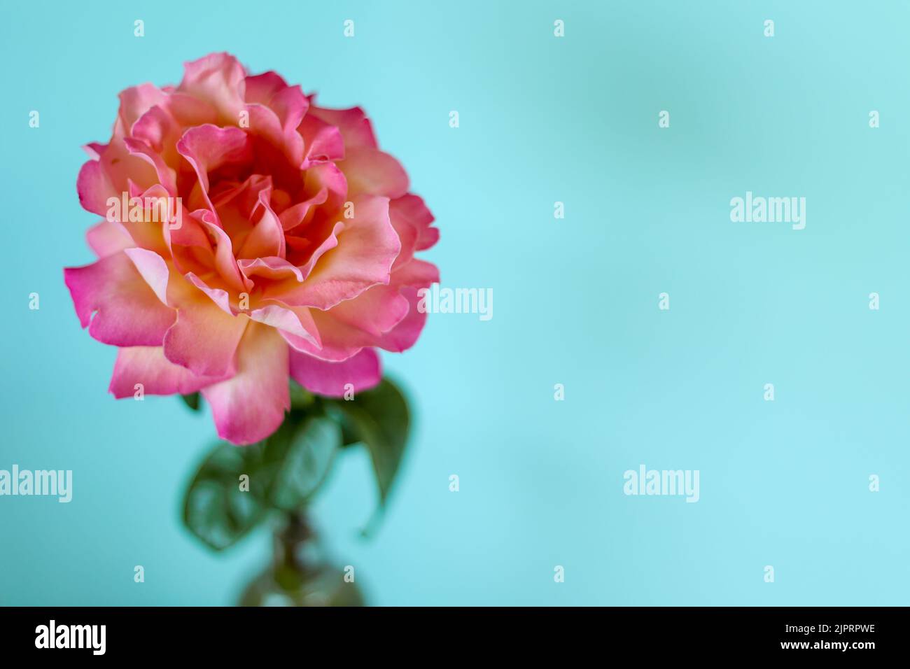 One big pink orange rose hybrid flower with in transparent glass vine ...