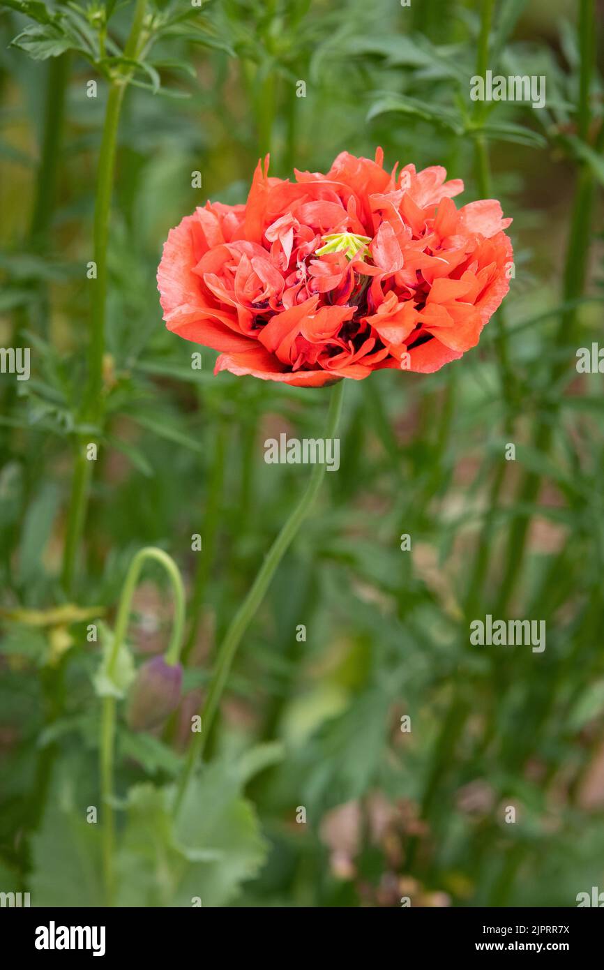 Double poppy flower pink hi-res stock photography and images - Alamy