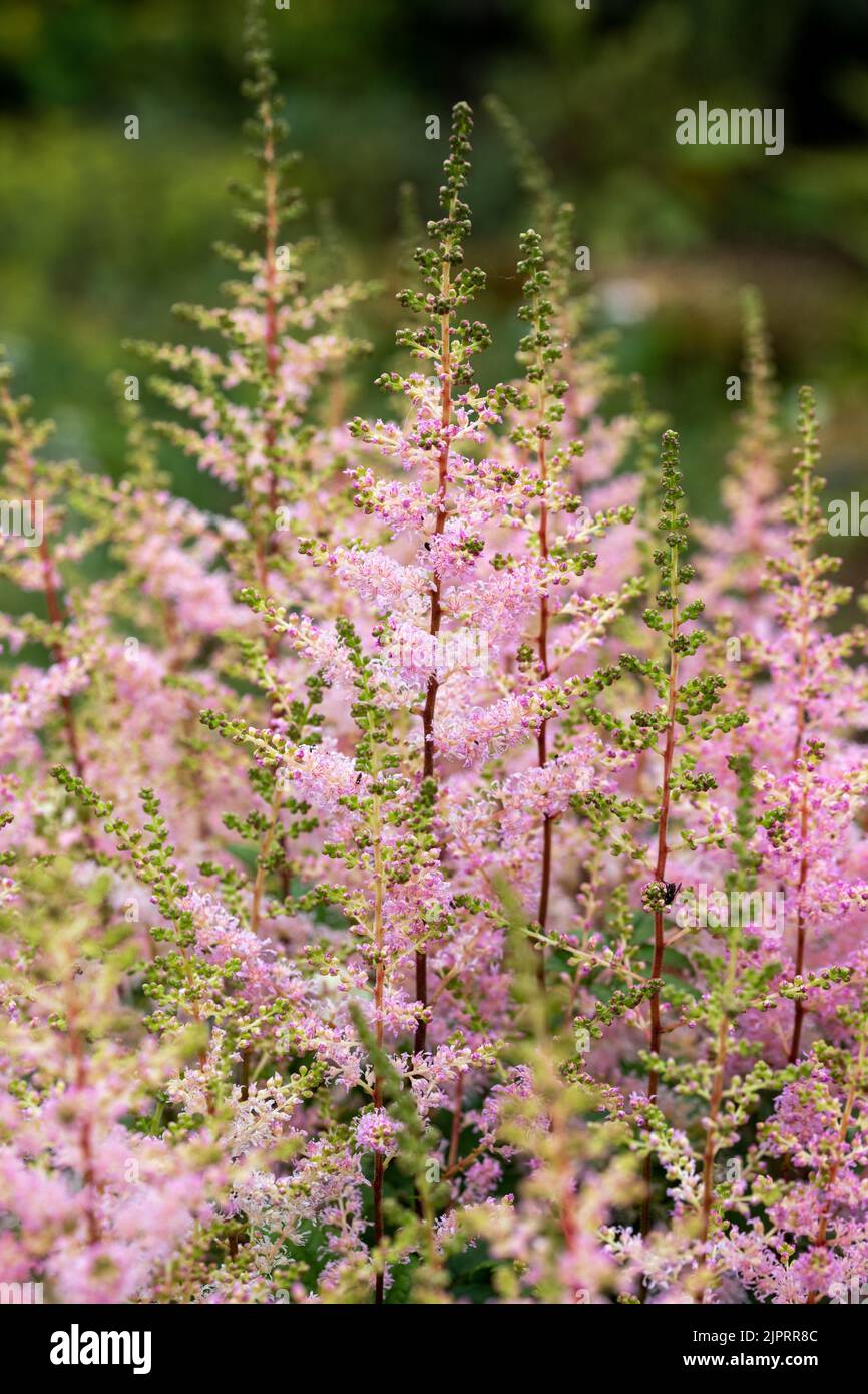 Purple Astilbe, (Astilbe chinensis Pumila Stock Photo - Alamy