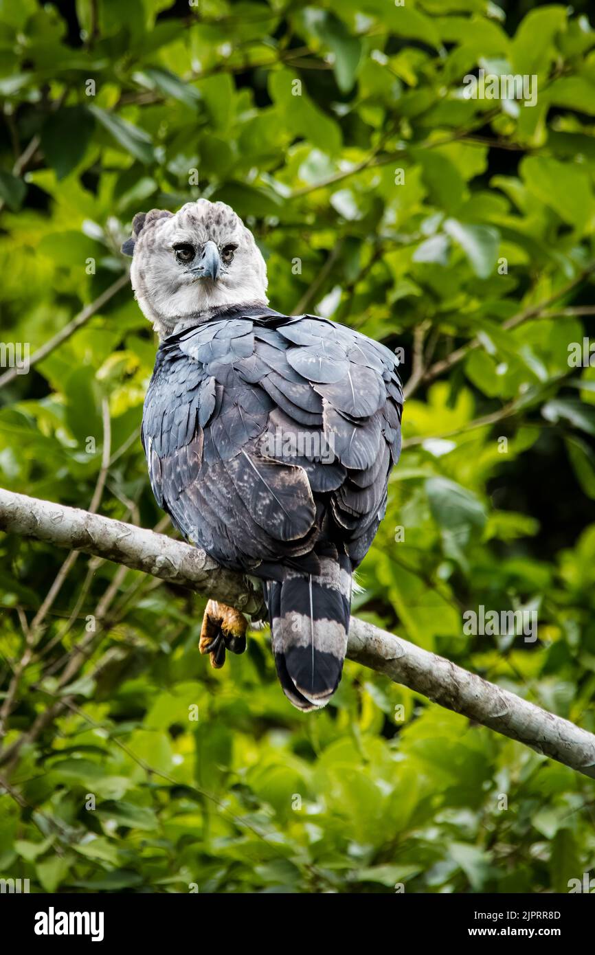 Harpy eagle harpia harpyja hi-res stock photography and images - Alamy