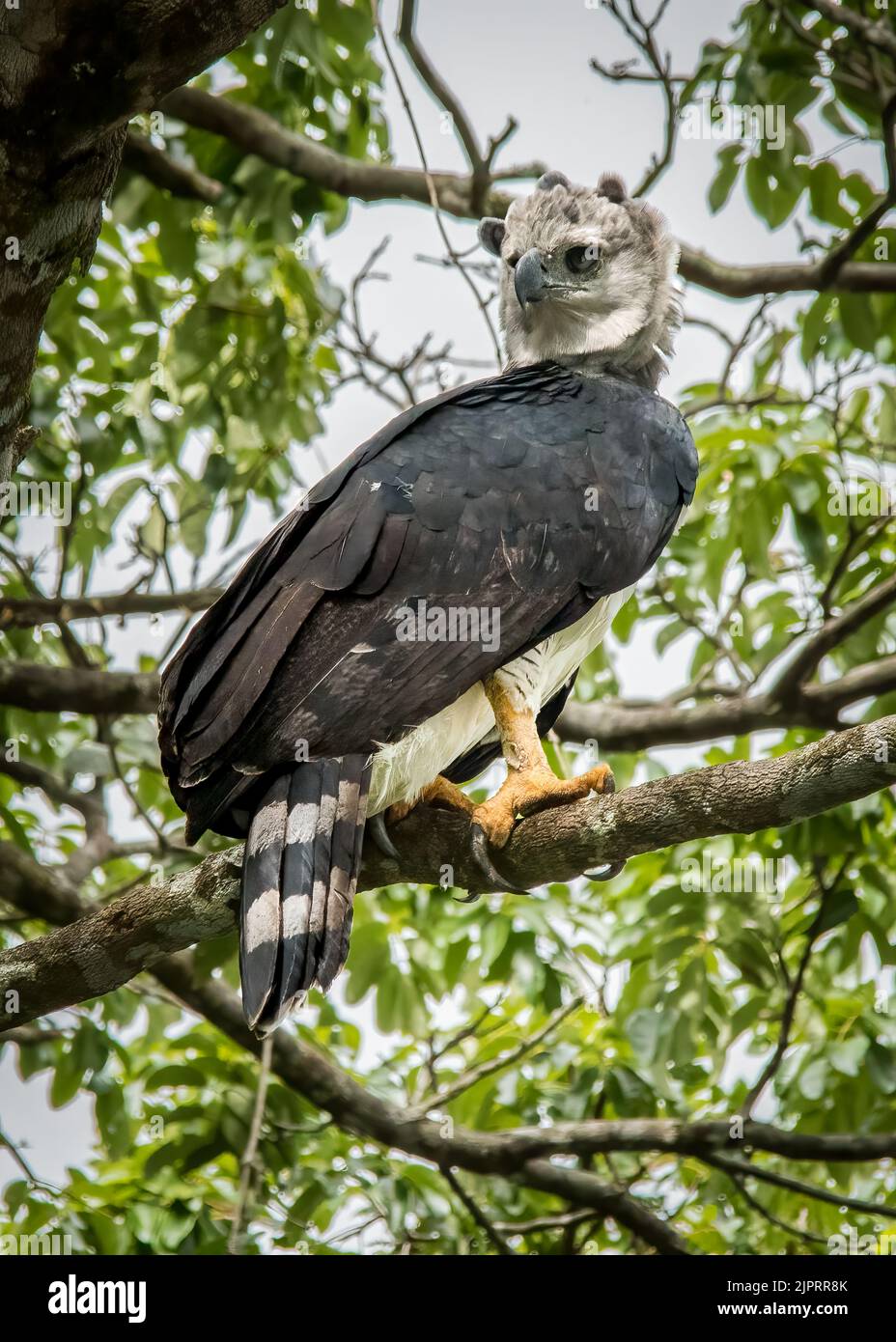 Harpy eagle (Harpia harpyja), Perched in a Tree Stock Photo - Alamy