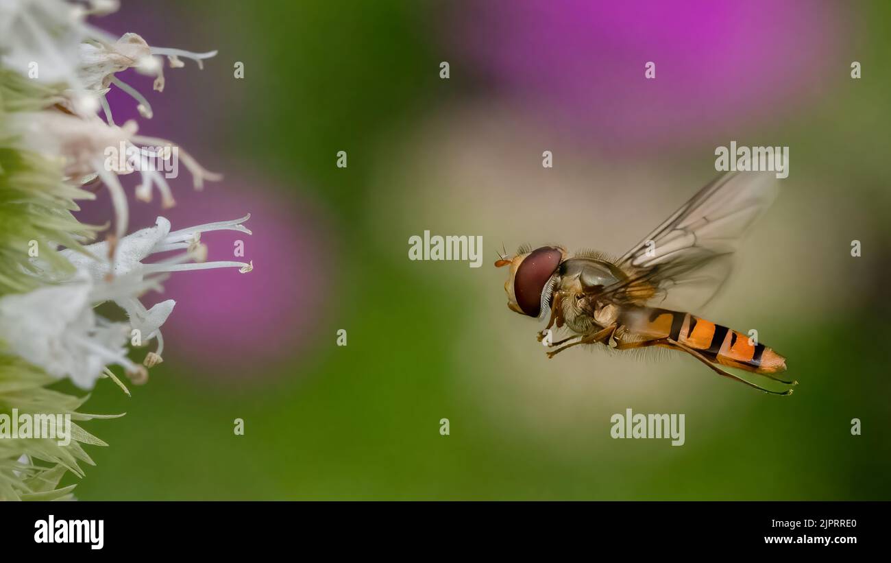 Hover-fly (Helophilus pendulus), Flying Stock Photo - Alamy