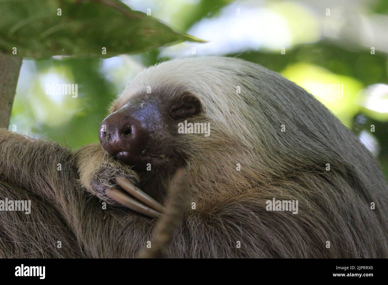 Sloths face hi-res stock photography and images - Alamy