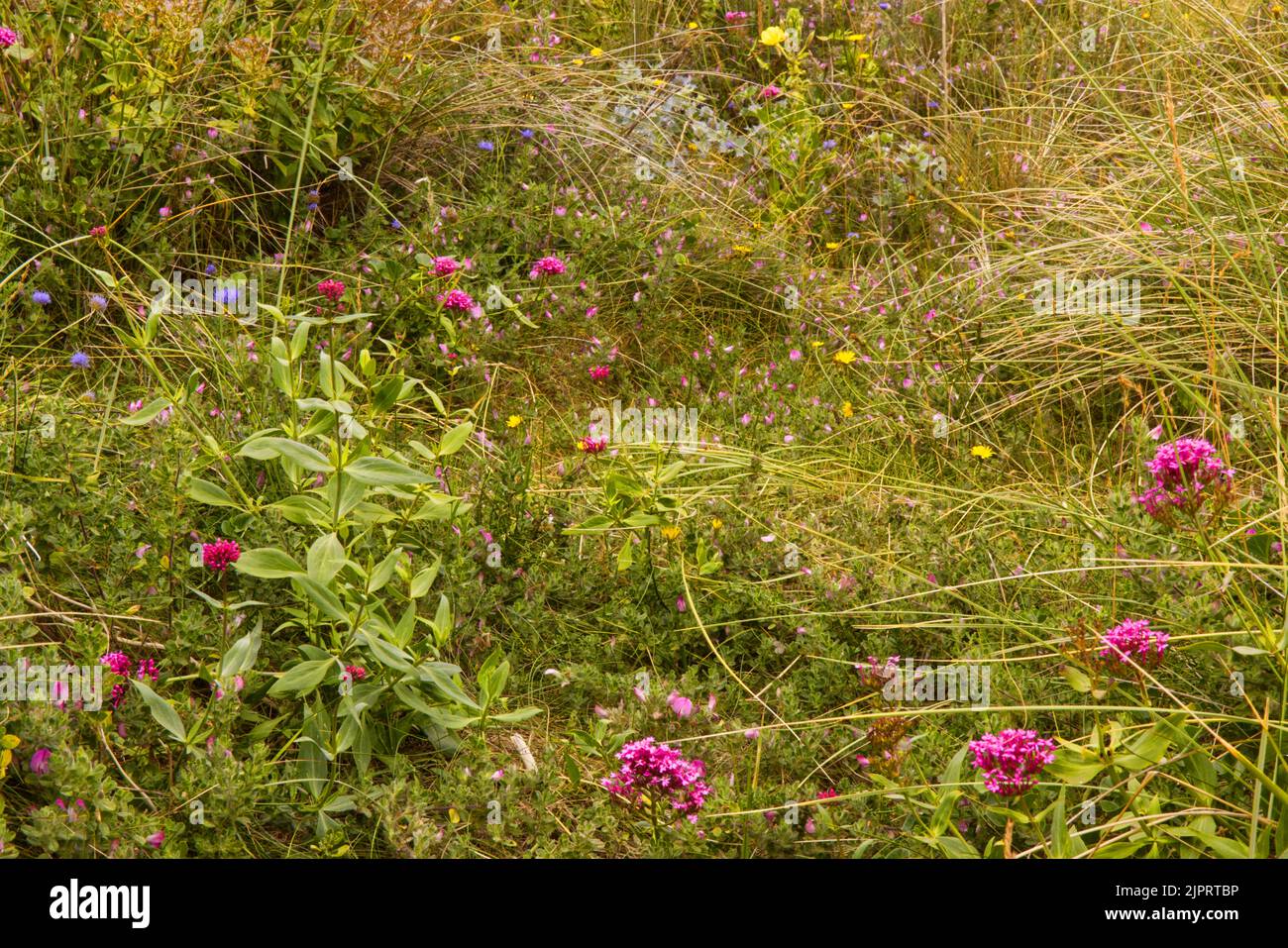 A diverse flora on the sand dunces at Port Eynon, Gower Peninsula ...