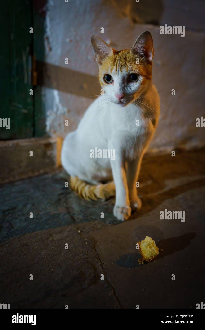 Arabian mau cat hi-res stock photography and images - Alamy