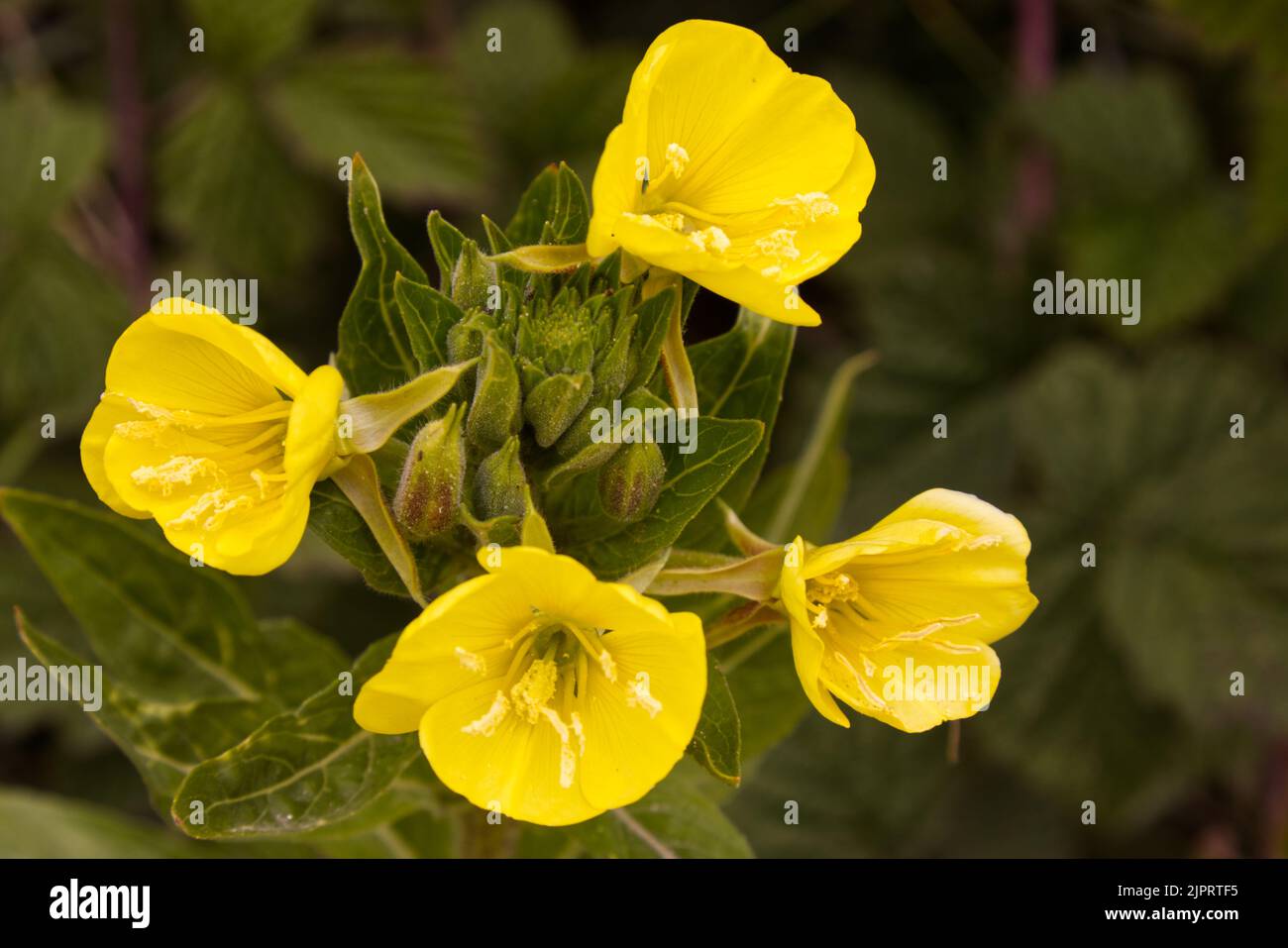 Four yellow flowers of a large flowered evening primrose plant ...