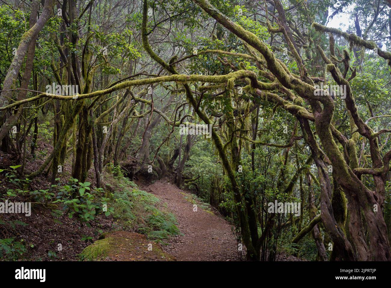 An unpaved path with green plants in Garajonay National Park, Canary ...
