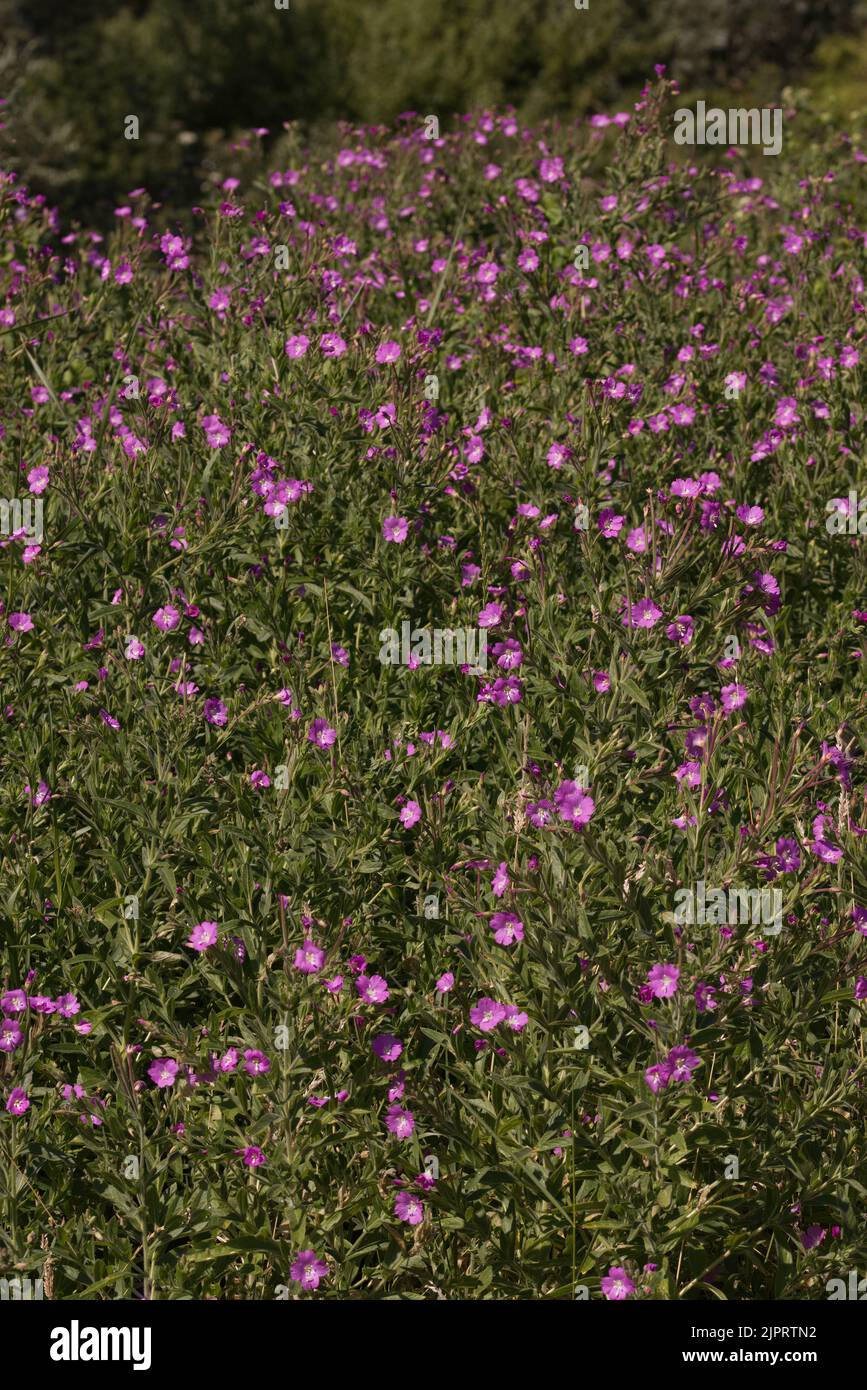 Hedge of pink flowers hi-res stock photography and images - Alamy