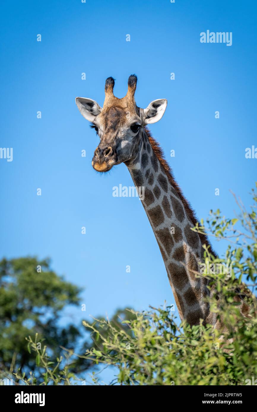 Southern giraffe looks over bush in sunshine Stock Photo - Alamy